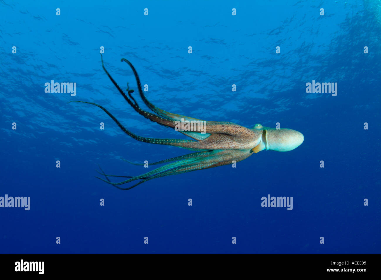 Photo nk0318 D Day Octopus Octopus cyanea Photo Copyright Brandon Cole ...