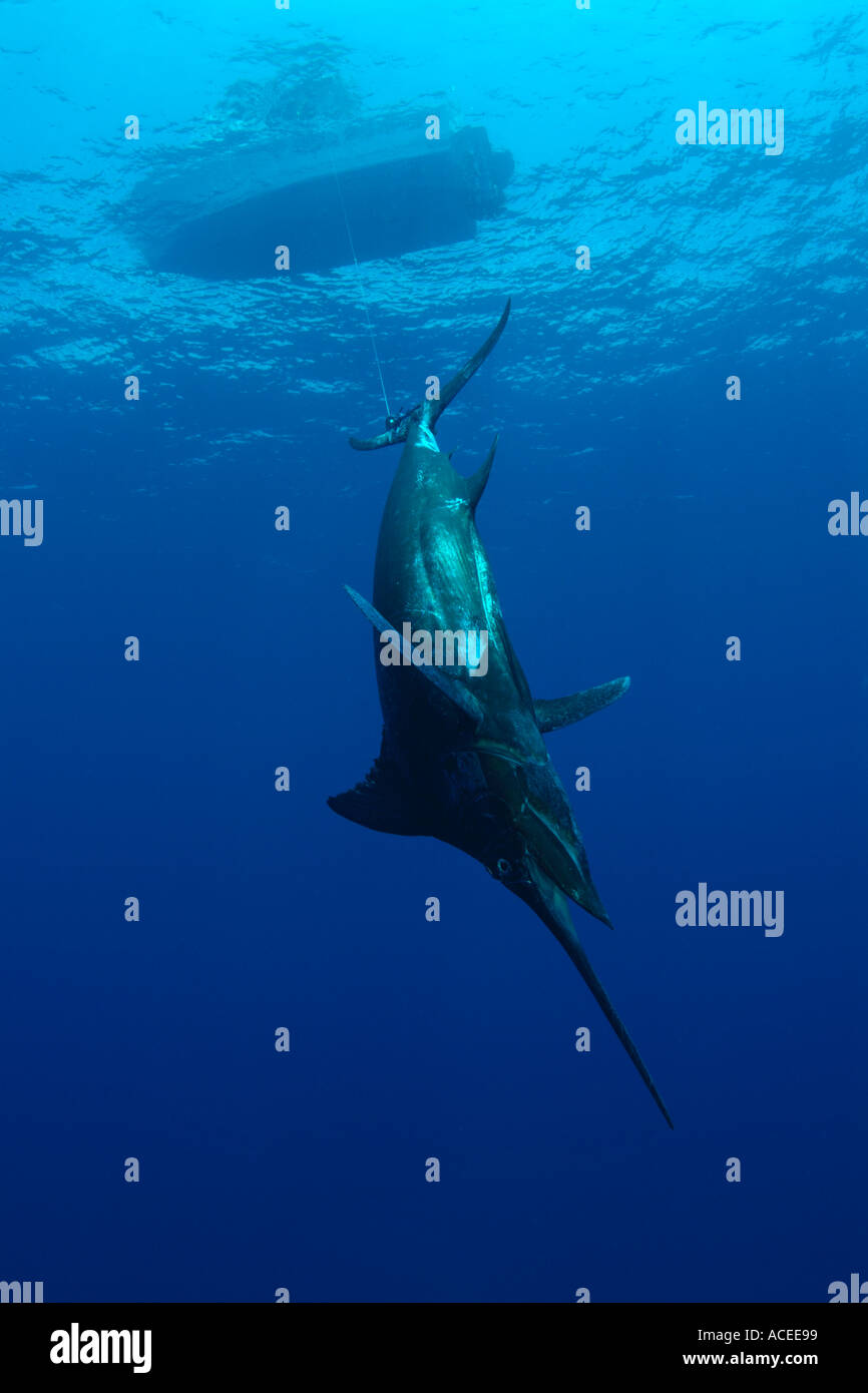 Dead fish hi-res stock photography and images - Alamy