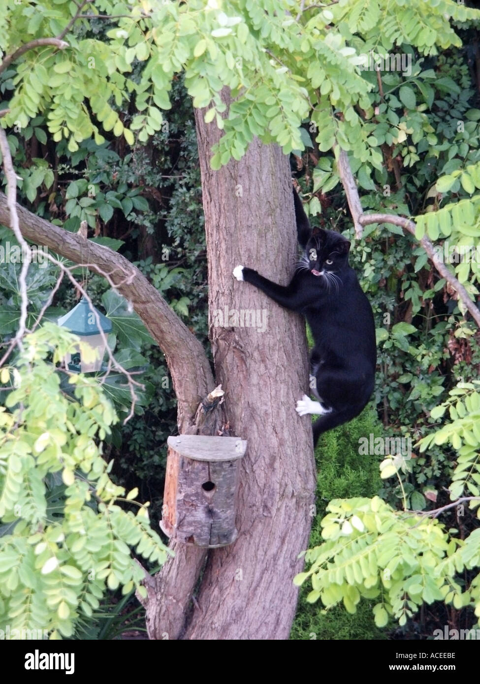 Essex black cat hanging on to Robinia tree trunk whilst chasing birds ...