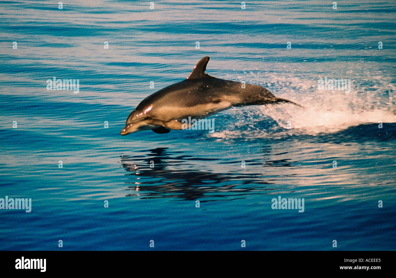 Dolphin in distance hi-res stock photography and images - Alamy