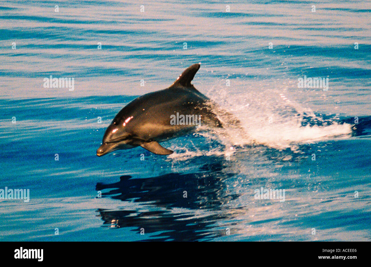 Dolphin in distance hi-res stock photography and images - Alamy