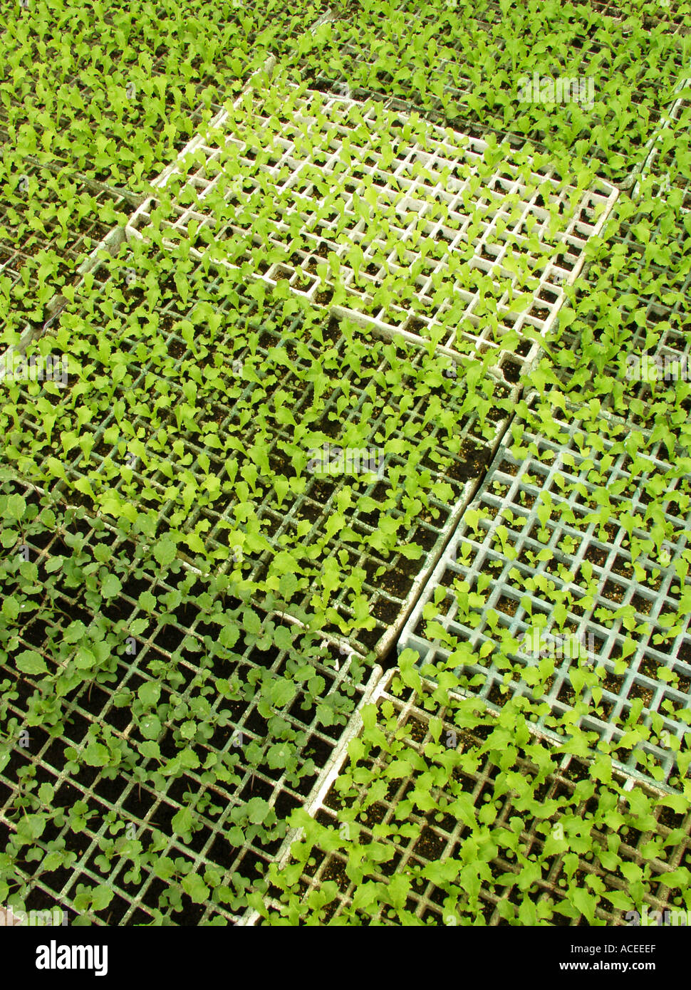 Seedbed Plants Stock Photos & Seedbed Plants Stock Images - Alamy