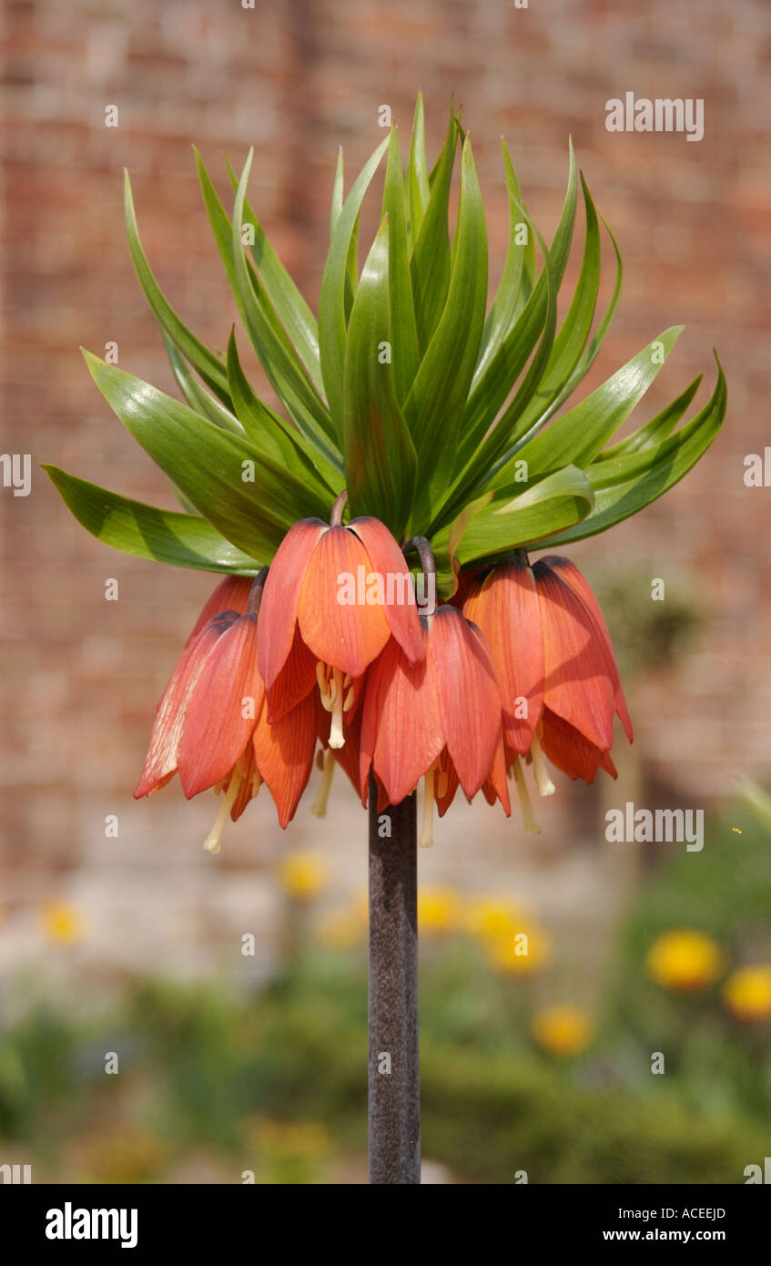 Crown imperial flower Stock Photo - Alamy