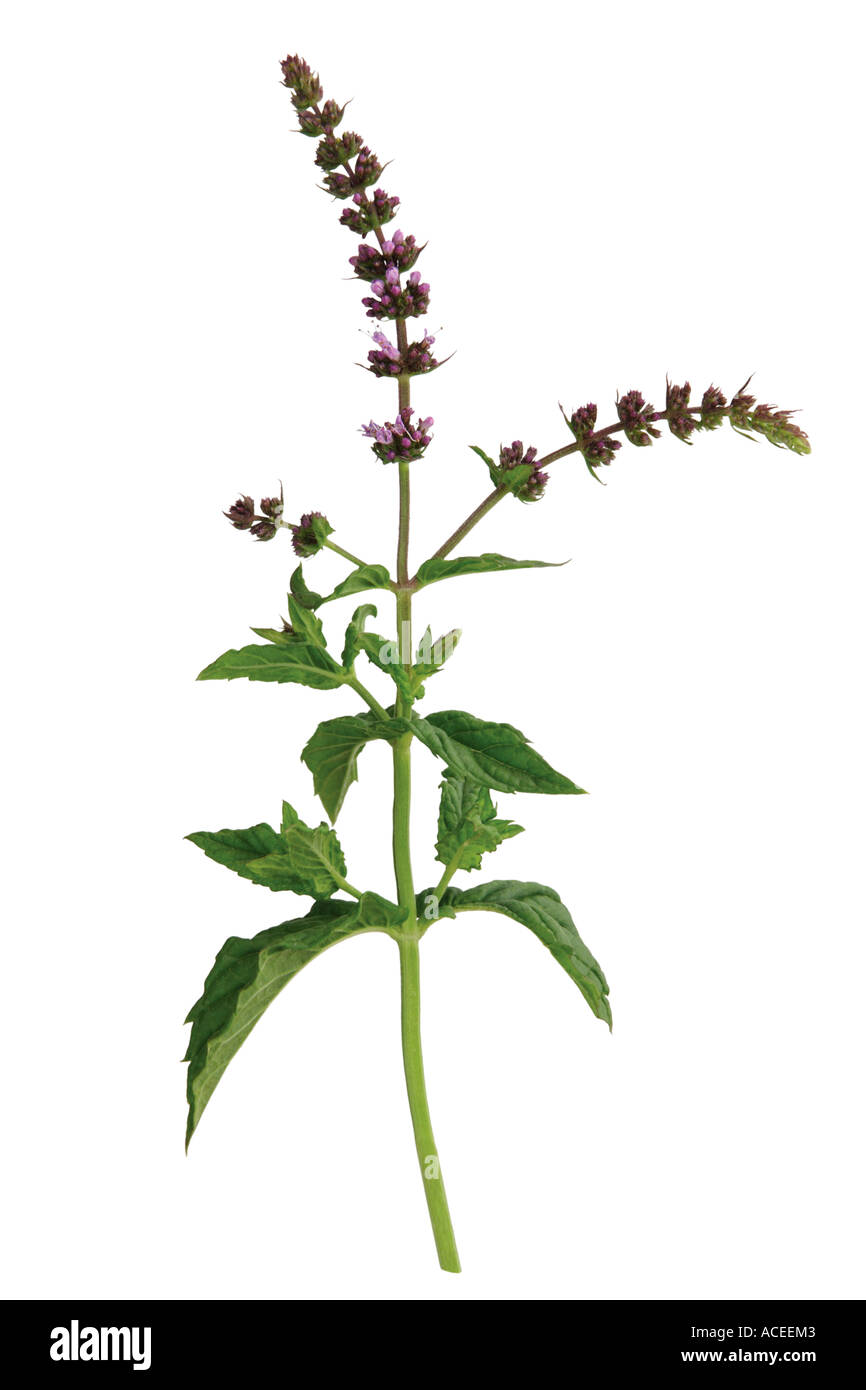 Peppermint - Mint - Mentha piperita illustration Stock Photo - Alamy
