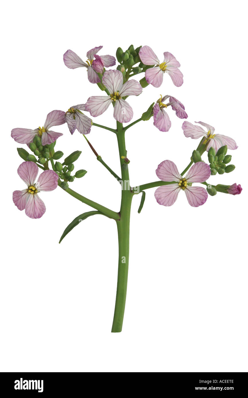 Raphanus sativus l hi-res stock photography and images - Alamy