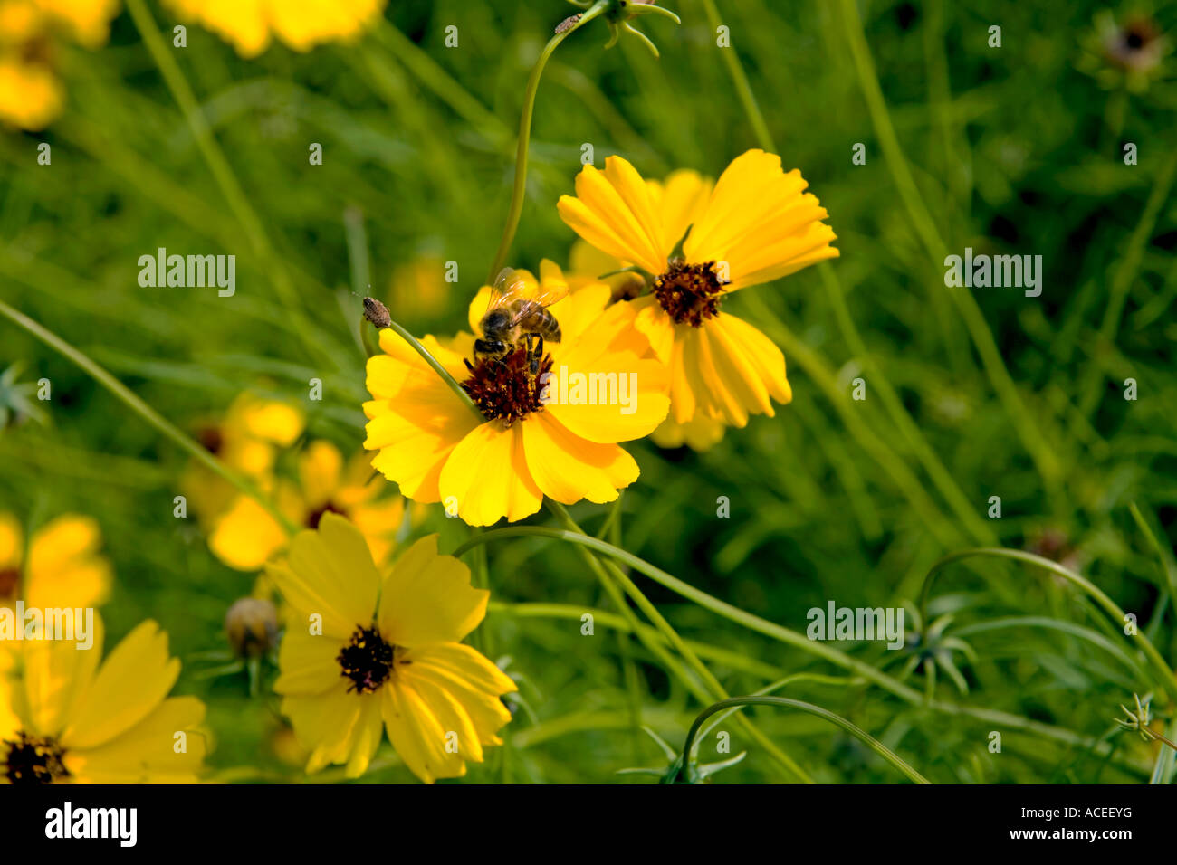 Bee and bug on yellow wild flower Stock Photo - Alamy