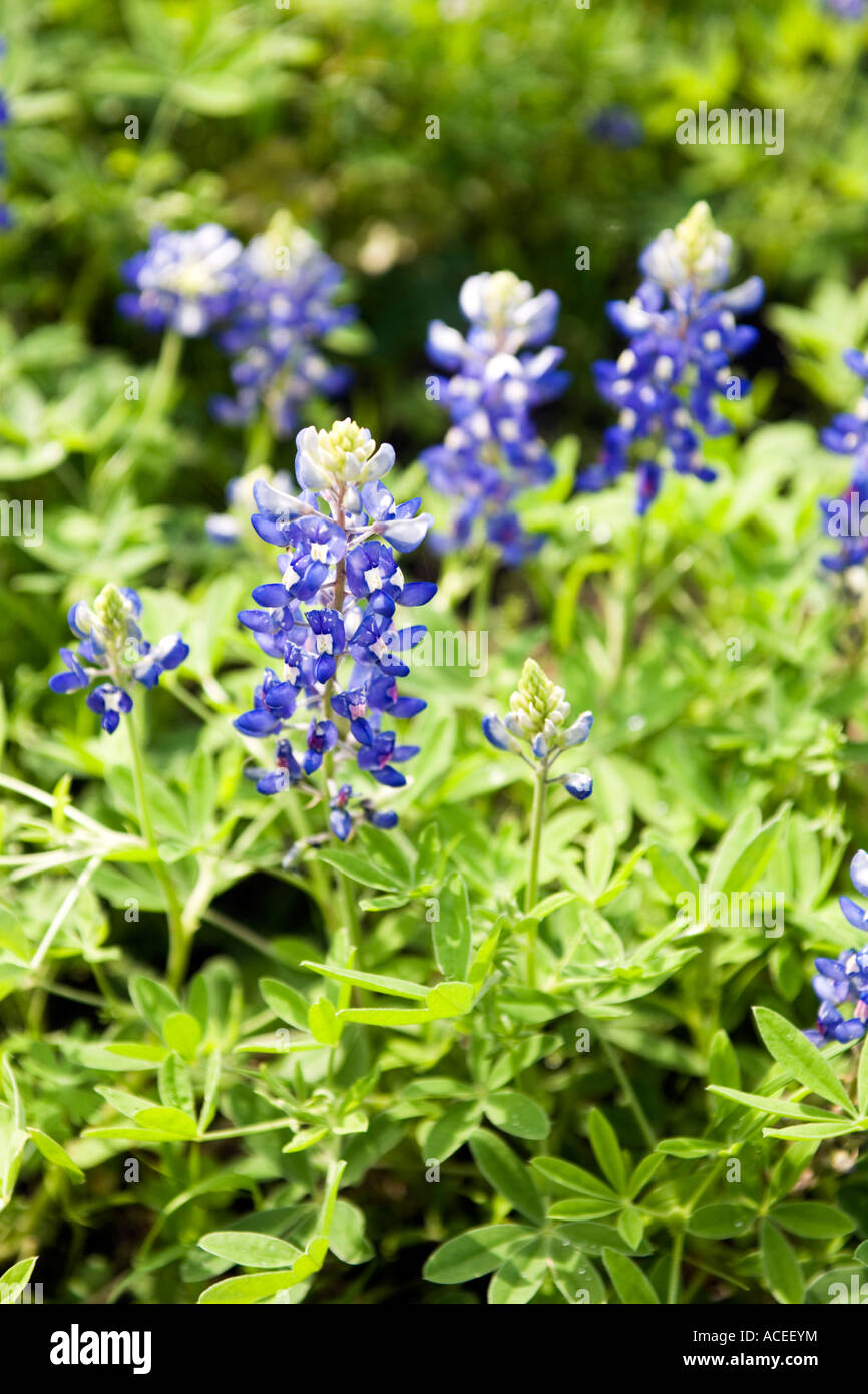 Close up texas bluebonnets flowers hi-res stock photography and images ...