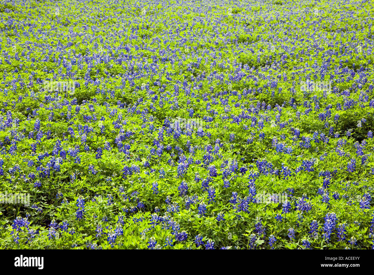 Texas blue bonnets hi-res stock photography and images - Alamy