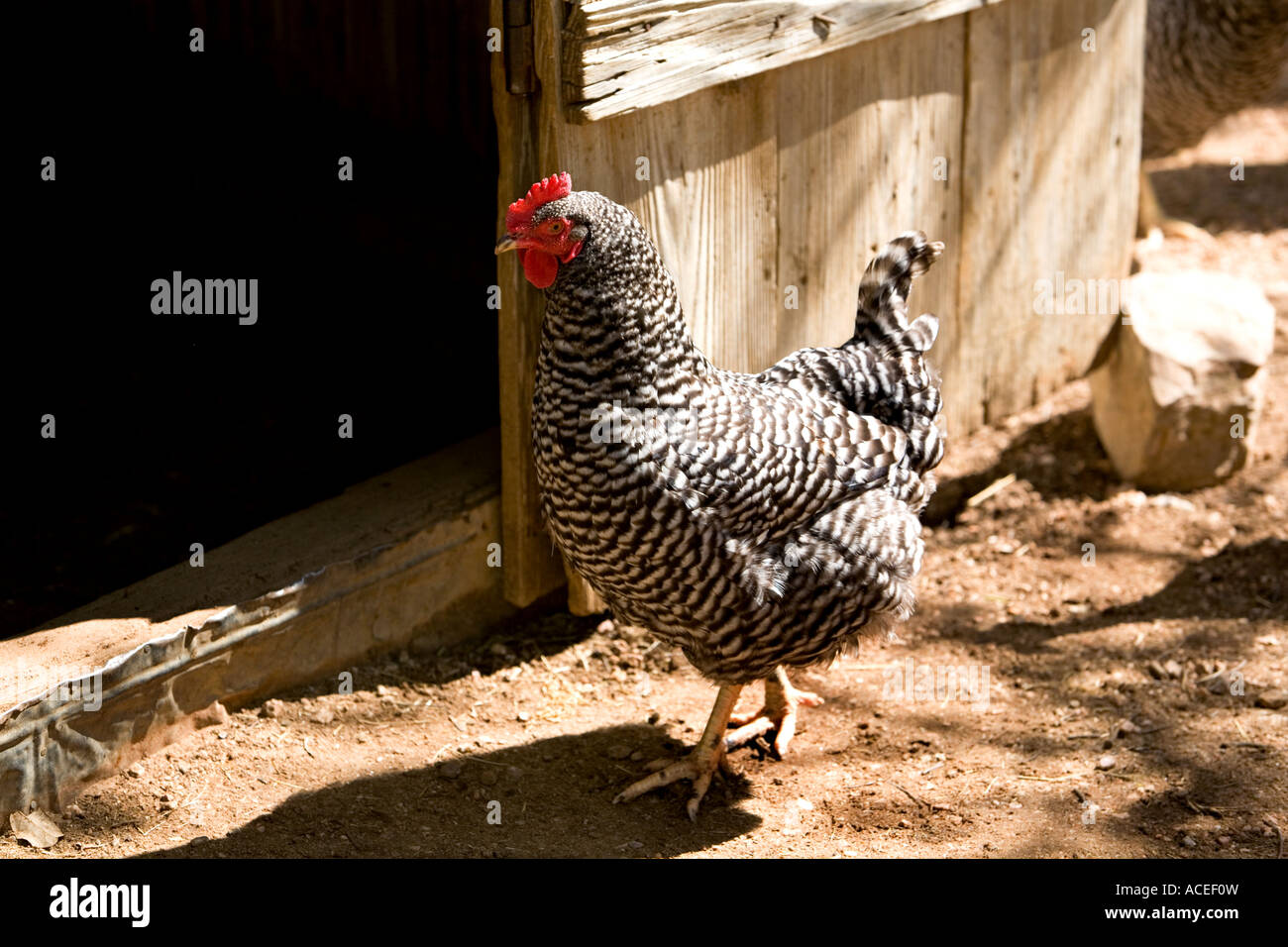 Texas chicken farm hi-res stock photography and images - Alamy