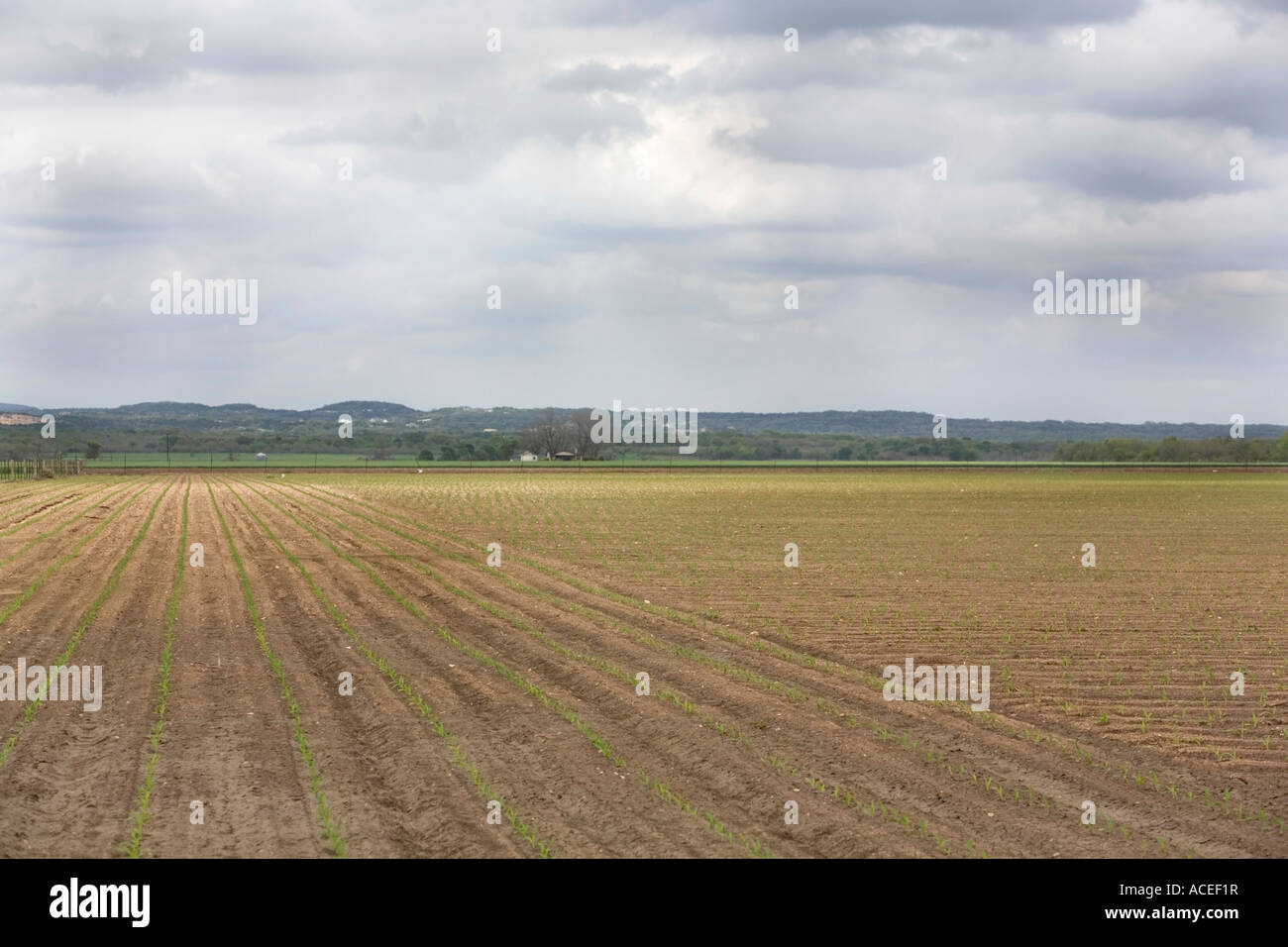 Corn crops new plants landscape central texas Stock Photo - Alamy