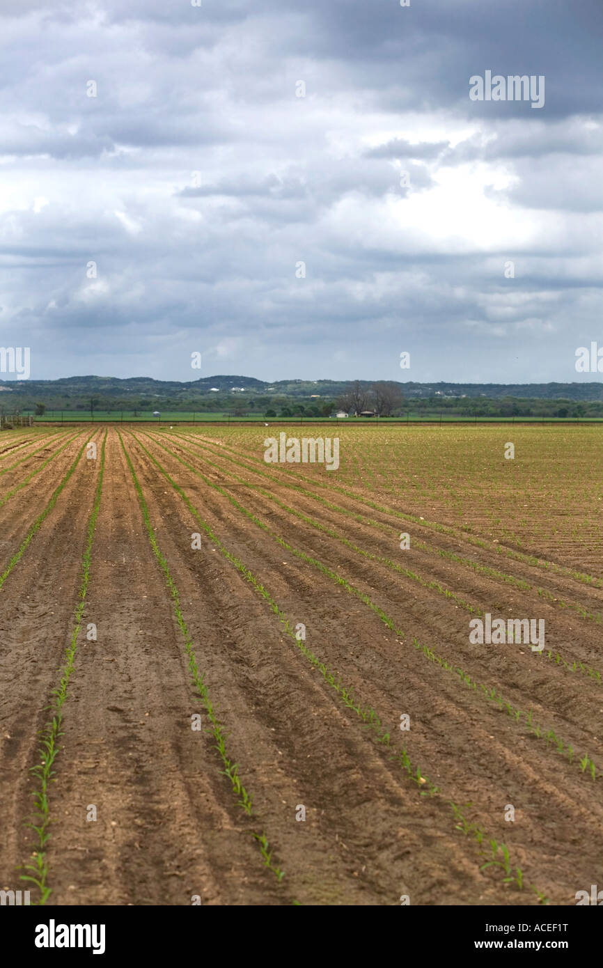 Corn field new sprouts in central Texas Stock Photo - Alamy