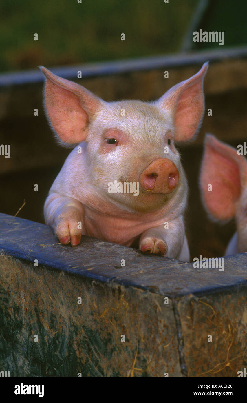 Hampshire Hog High Resolution Stock Photography and Images - Alamy