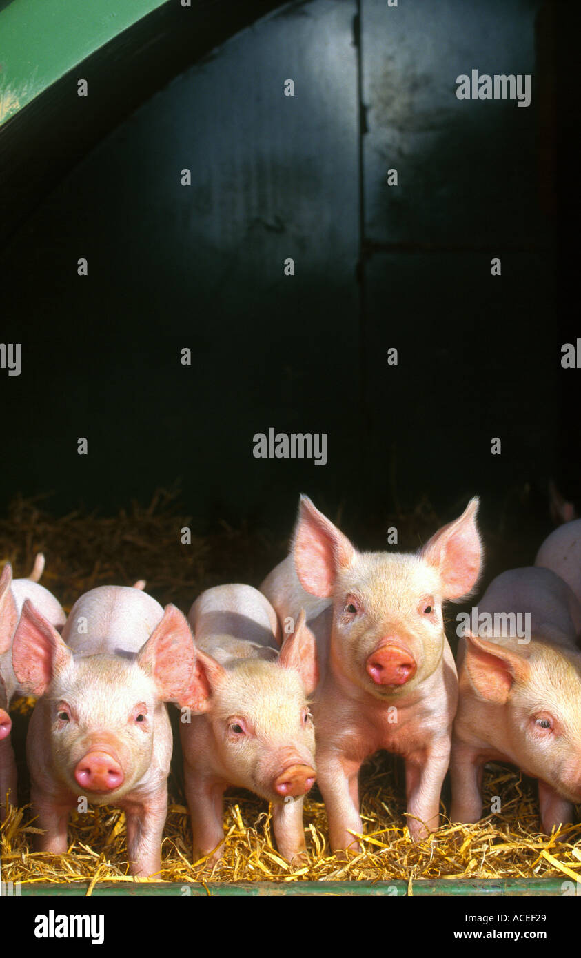 Hampshire hog hi-res stock photography and images - Alamy