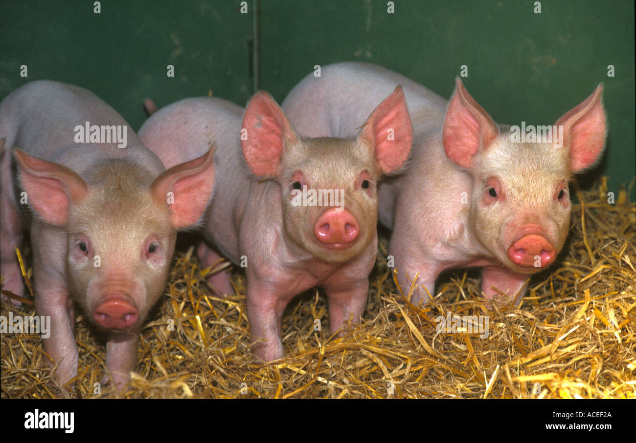 Hampshire hog hi-res stock photography and images - Alamy