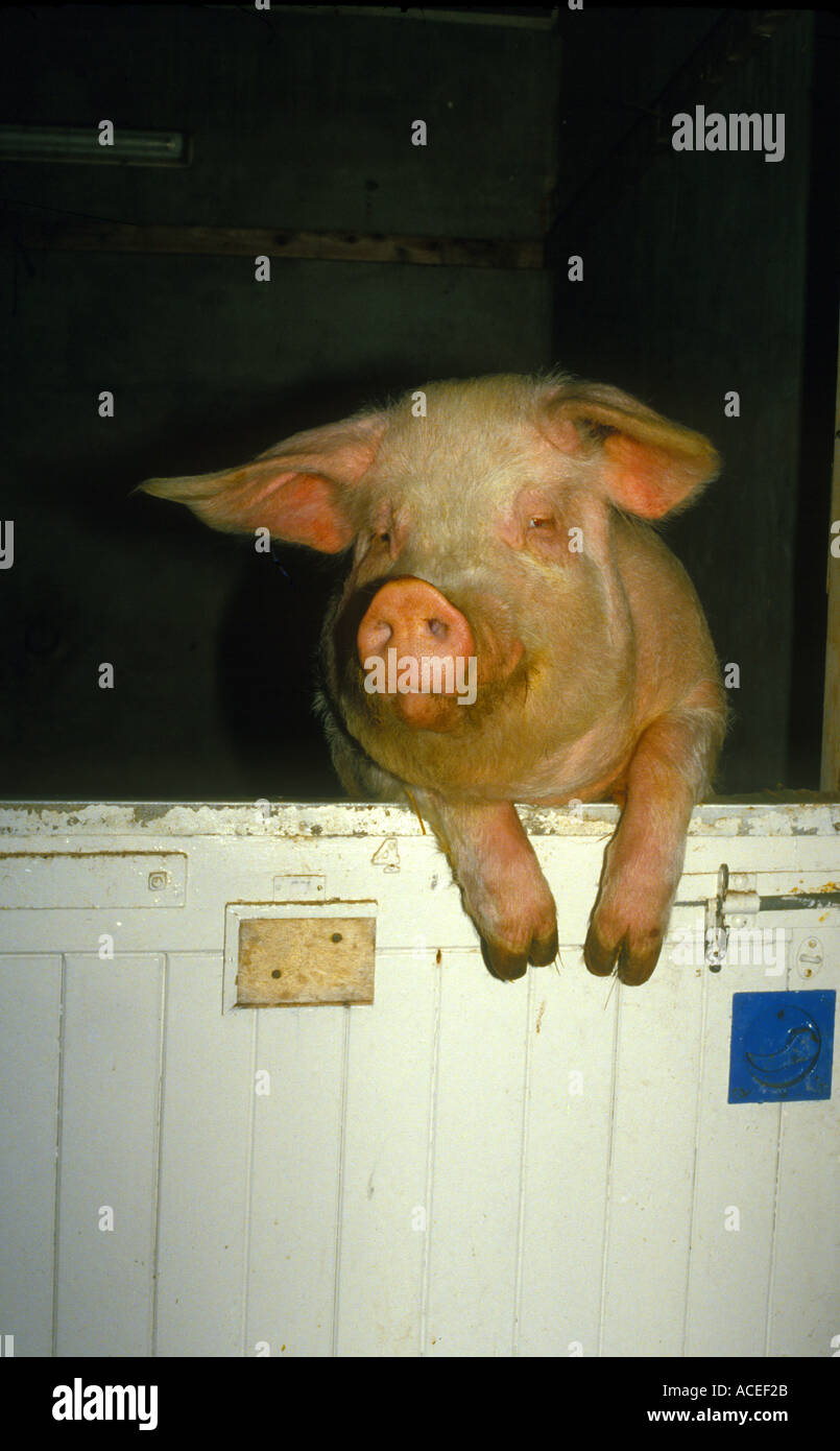 Pig looking over door Chester England Stock Photo - Alamy