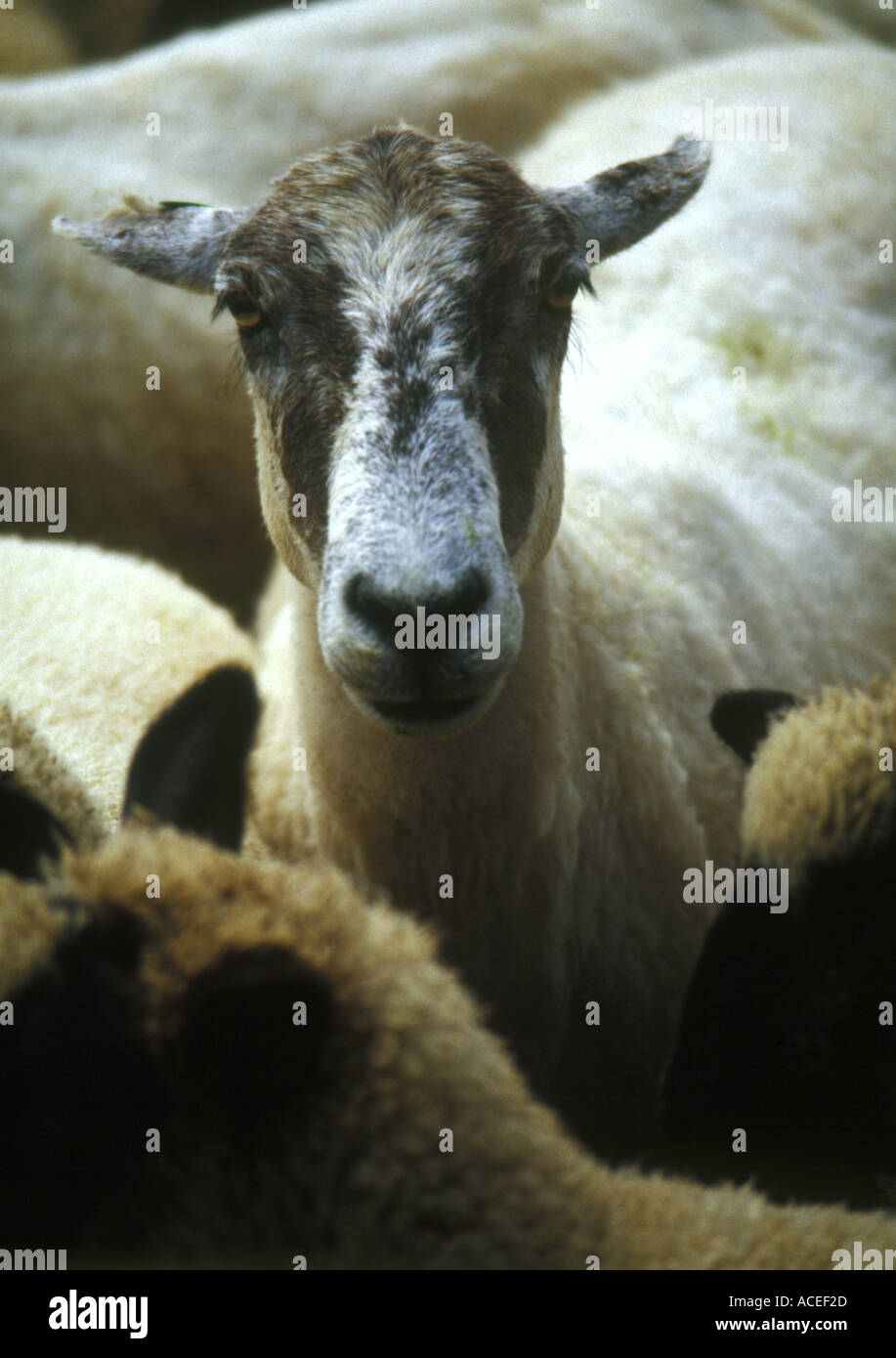 Sheep in group flock Hampshire England Stock Photo - Alamy