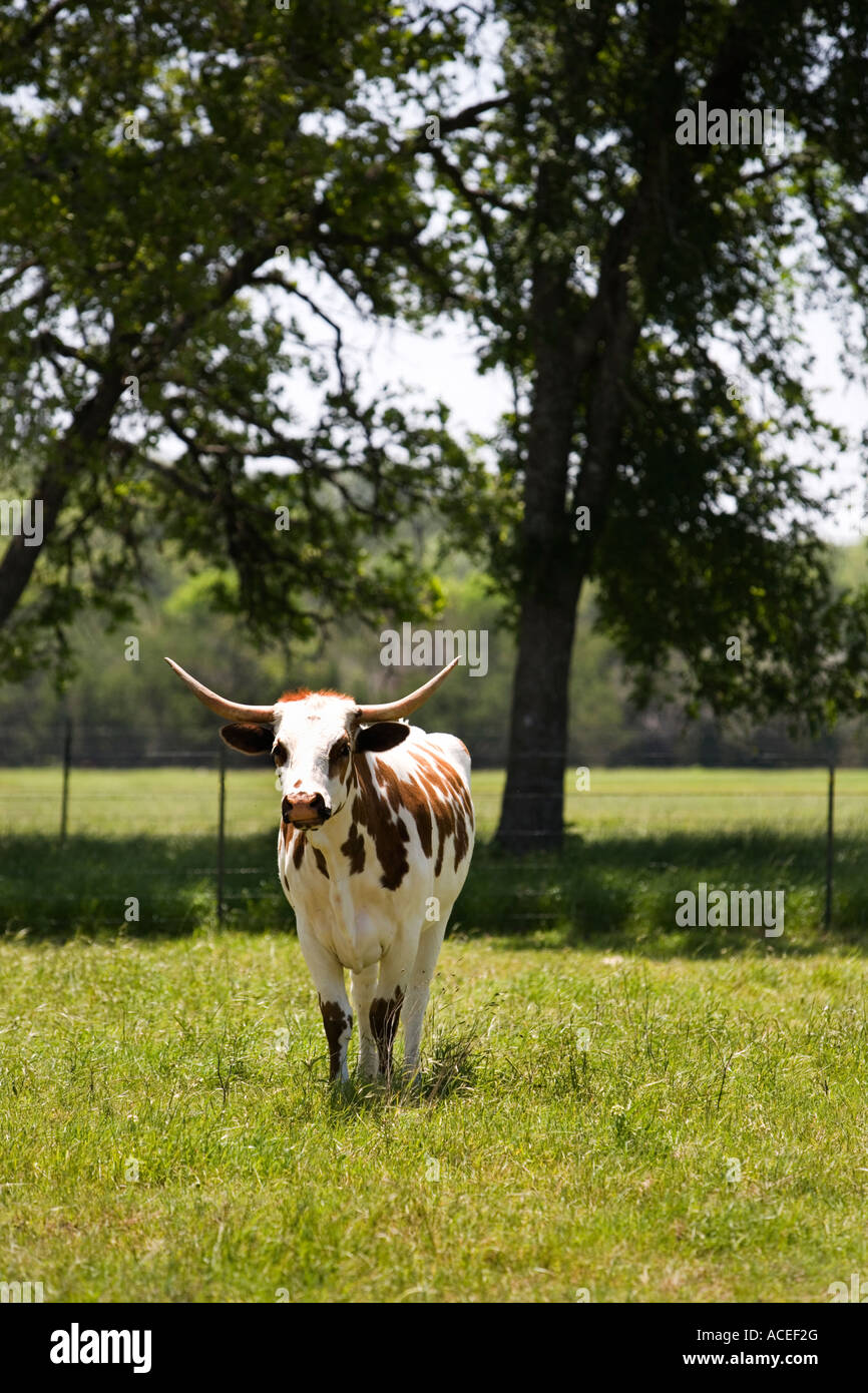 Spotted texas longhorn hi-res stock photography and images - Alamy