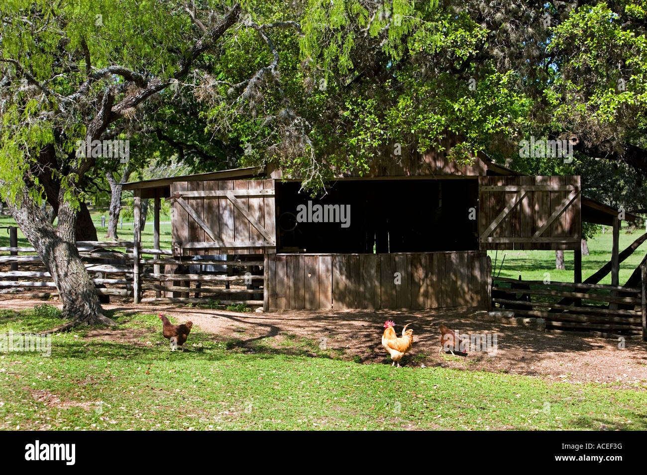 Shade structure for chickens hi-res stock photography and images - Alamy