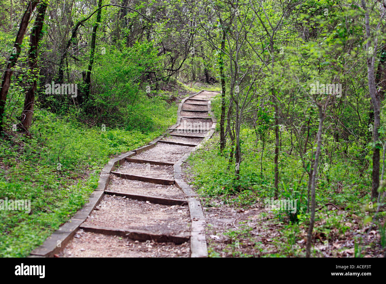 Footpath through green forest Texas Stock Photo - Alamy
