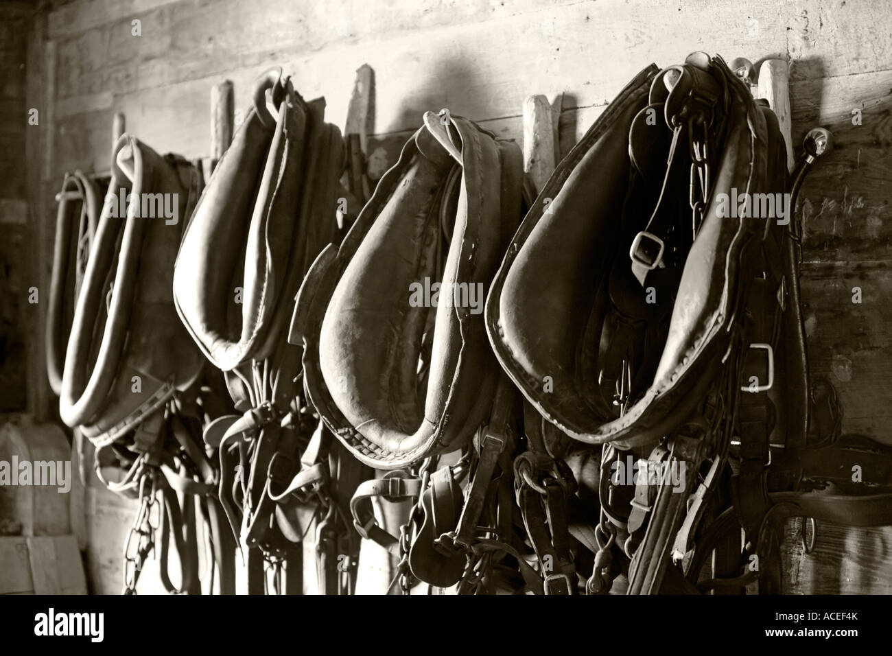 Halter in tack house old barn B&W pioneer home Stock Photo - Alamy