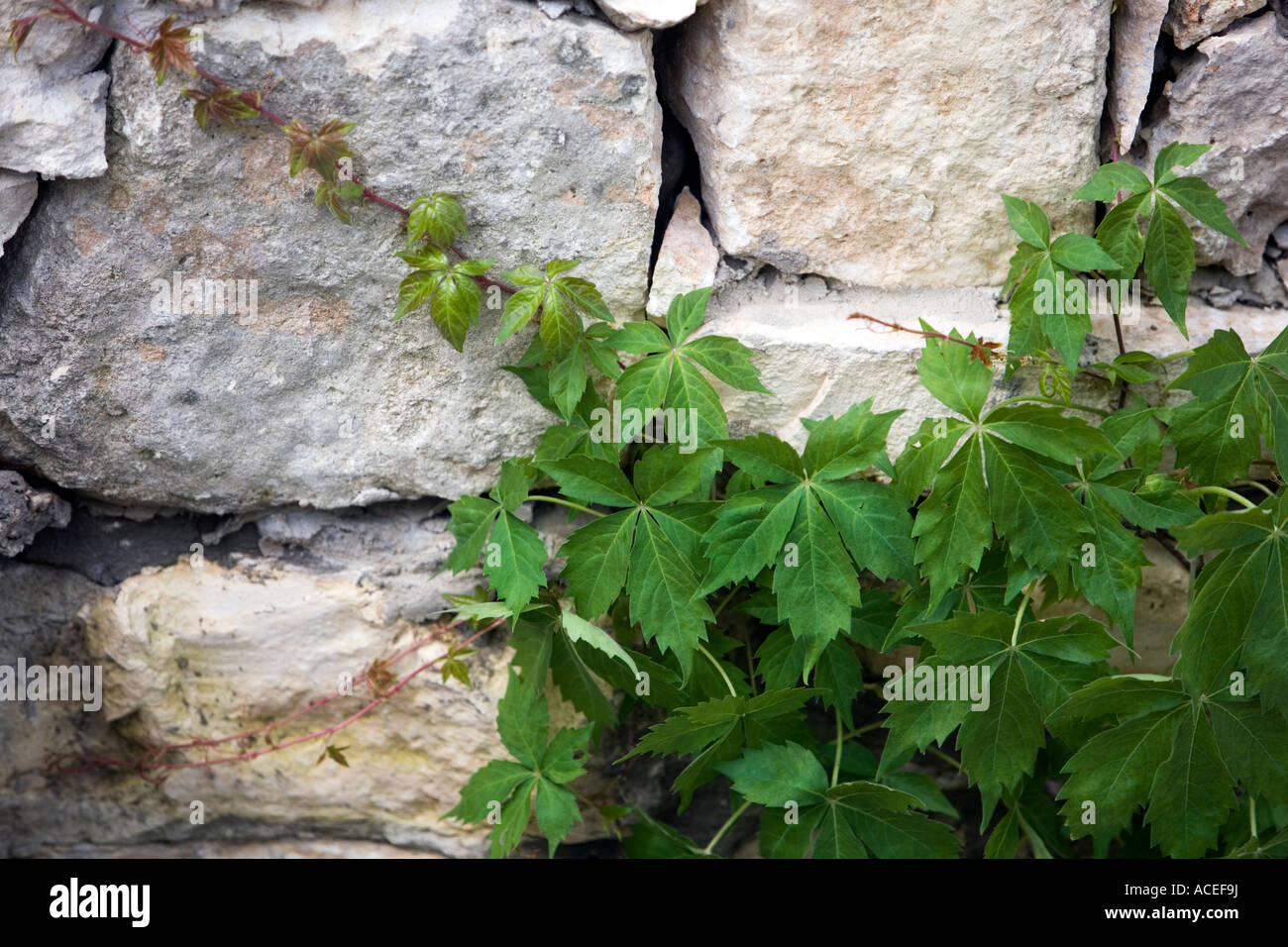 Rock wall and vines on a garden wall Stock Photo - Alamy