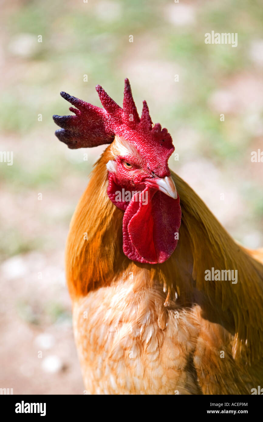 Rooster yellow angry closeup Stock Photo - Alamy