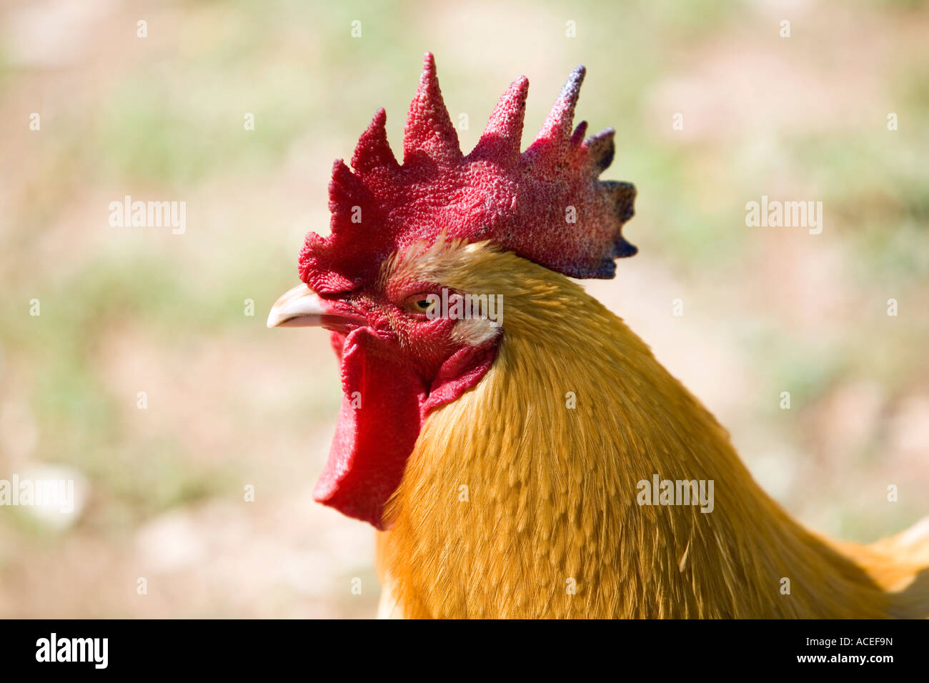 Rooster yellow closeup Stock Photo - Alamy