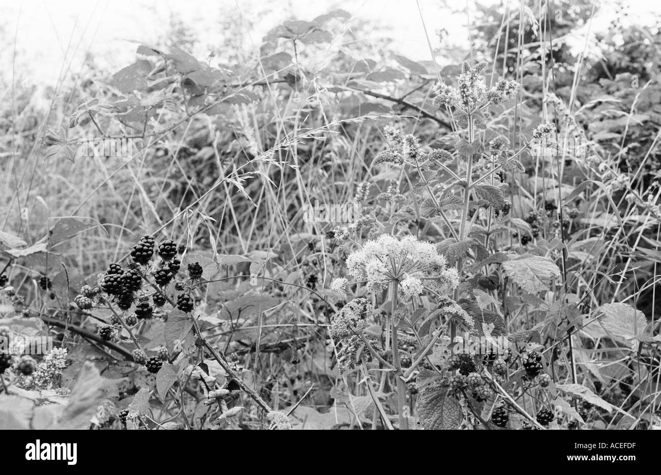 Black and white photograph of bramble Rubus fruticosus and cow parsley ...