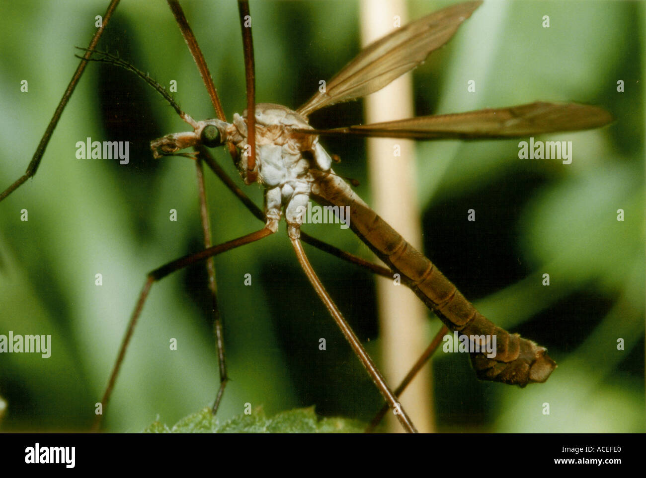 Flying daddy long legs hi-res stock photography and images - Alamy