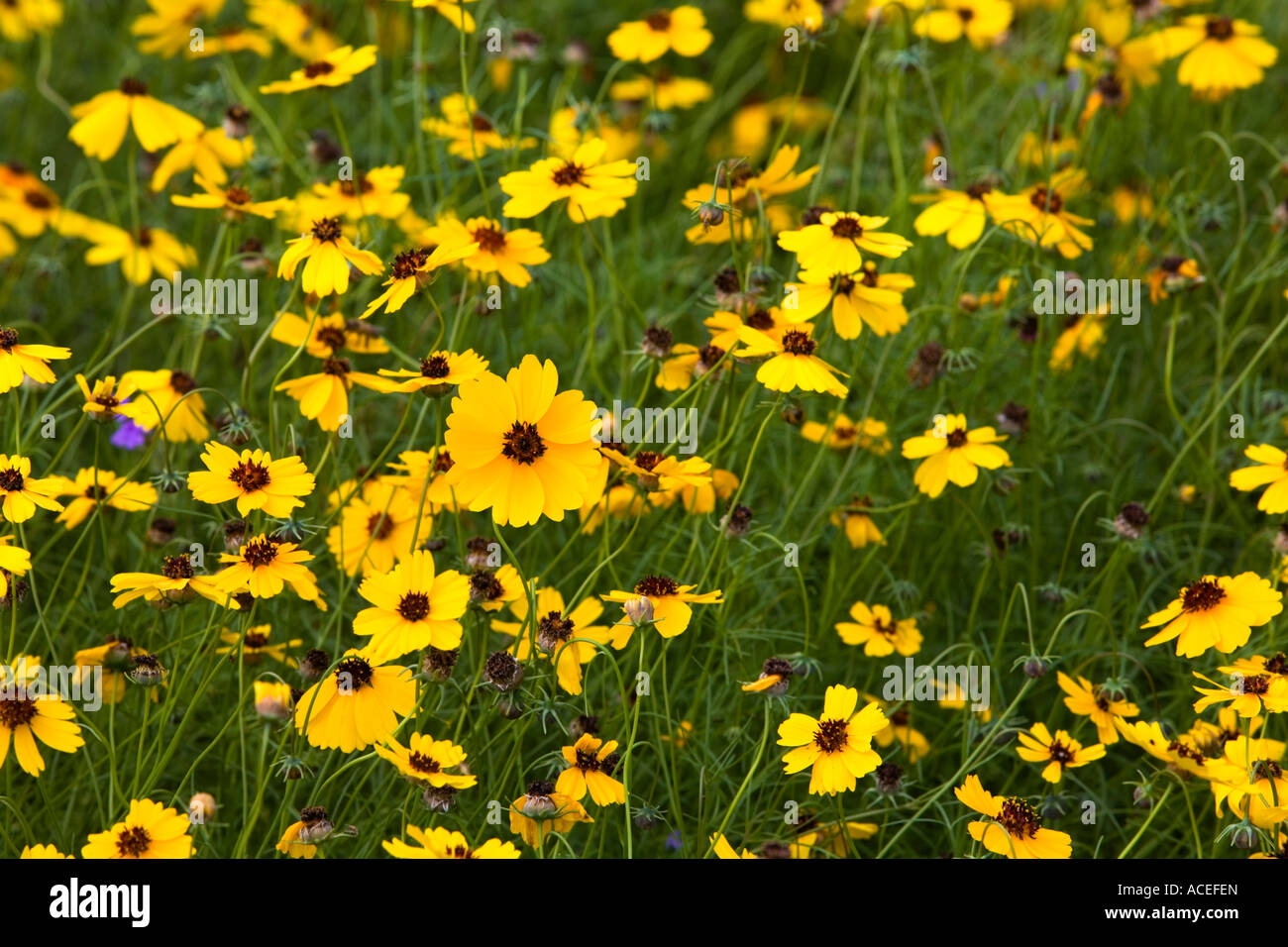 wild flowers yellow field Stock Photo - Alamy
