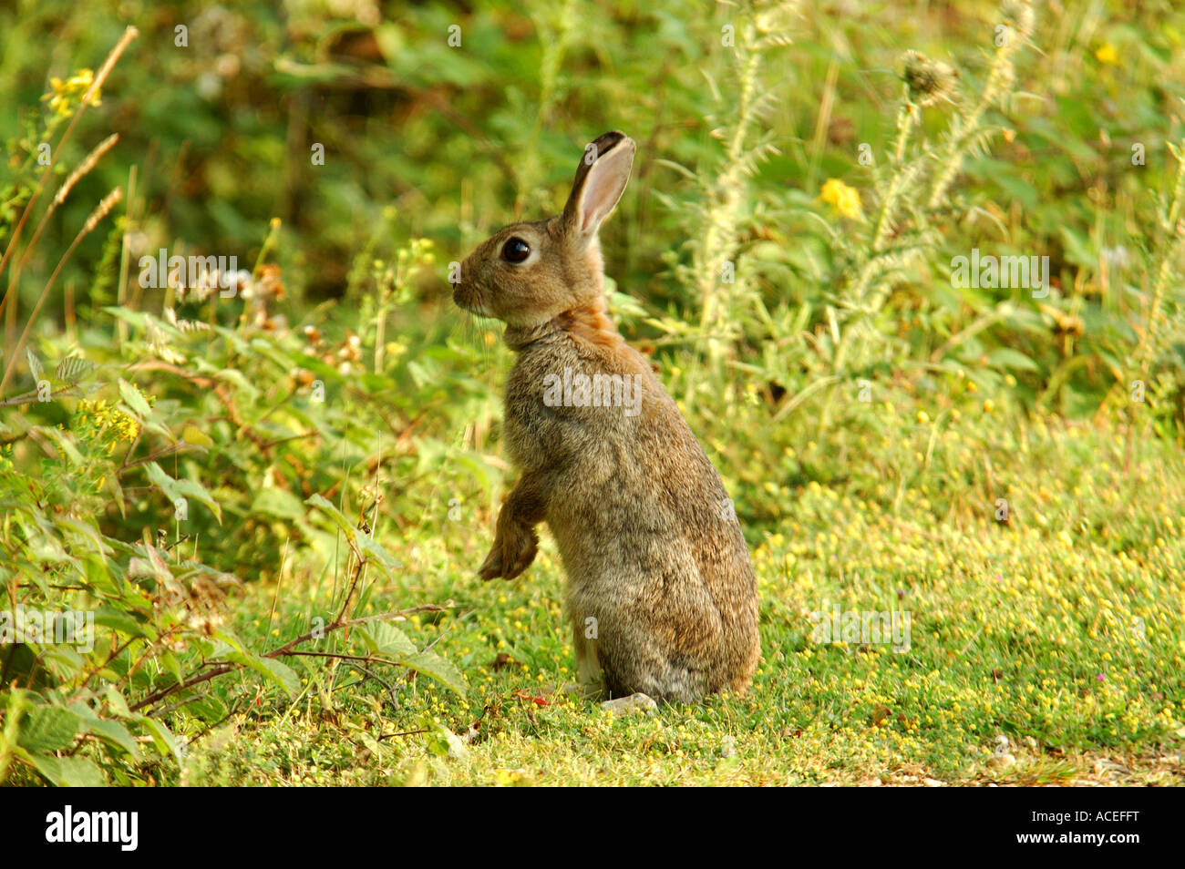 Cute young Rabbit sitting up in the grass at Greenham Common Airbase ...