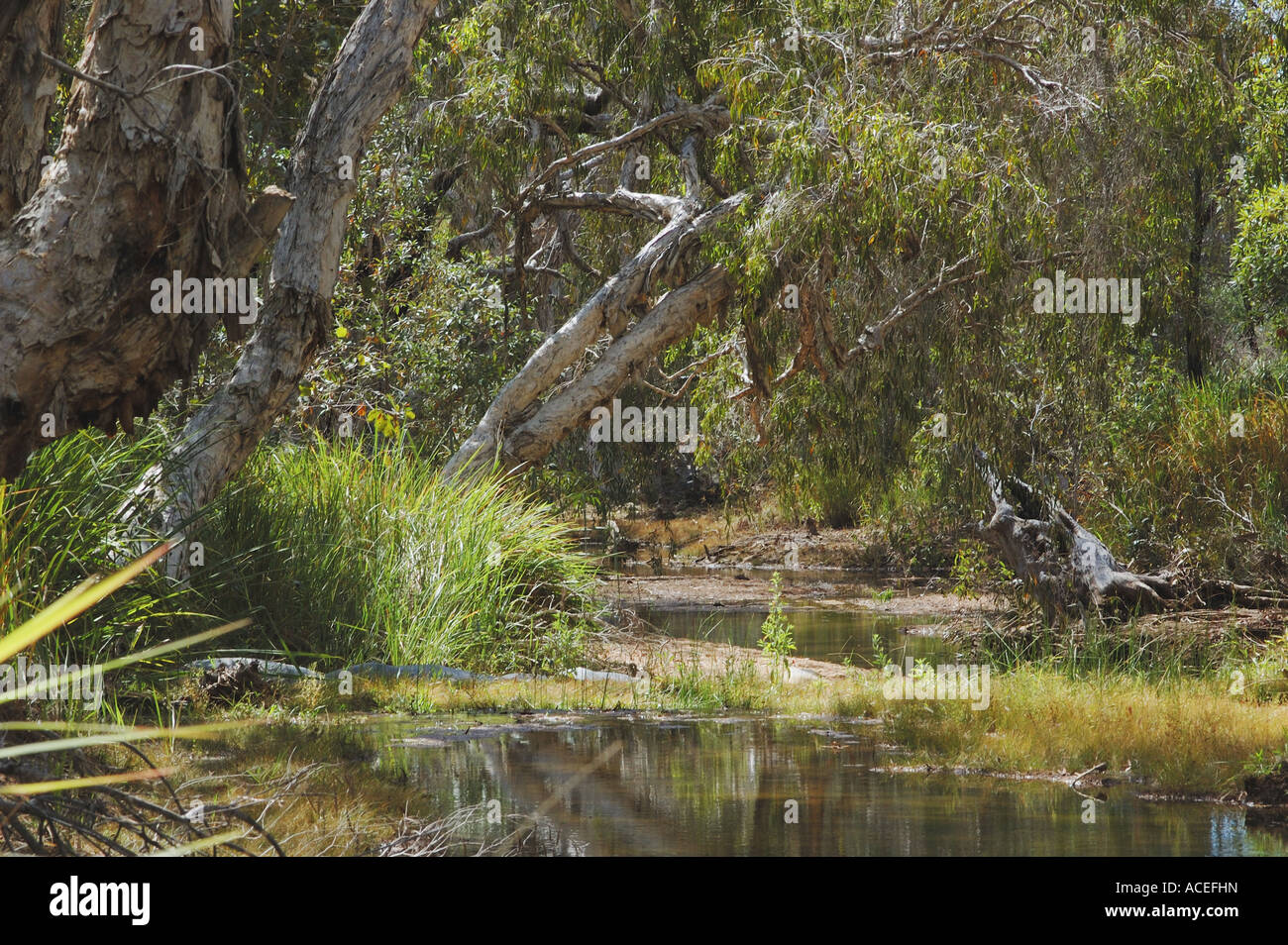 Paperbark Trees overhanging a creek in Chillagoe, Queensland, Australia ...