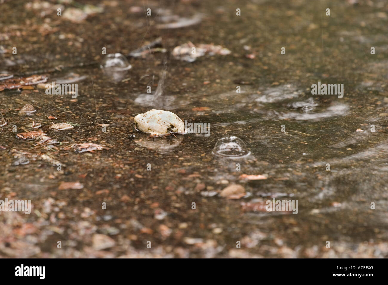 Rain in puddle Stock Photo - Alamy