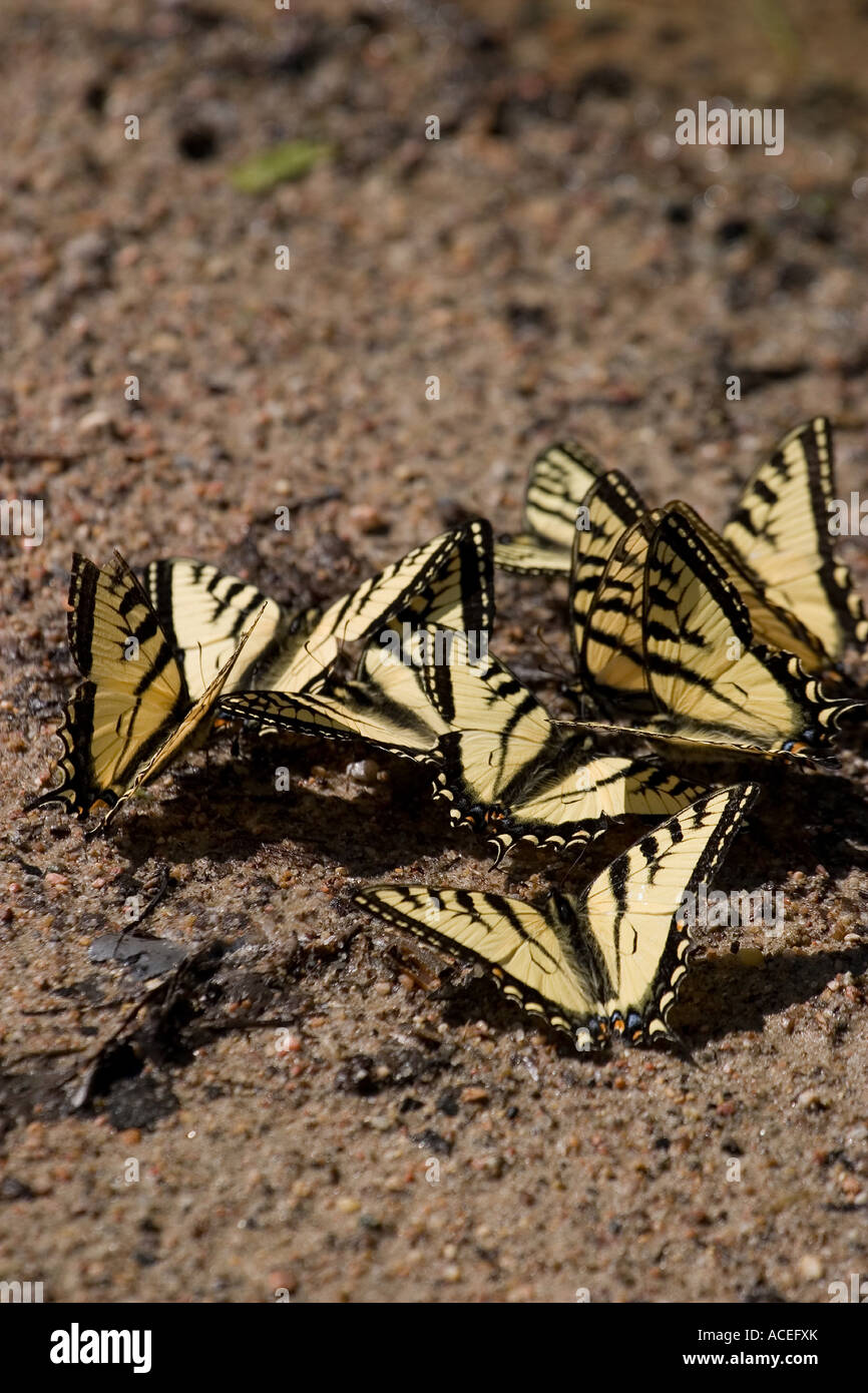 Butterflies drinking in small puddle Stock Photo - Alamy