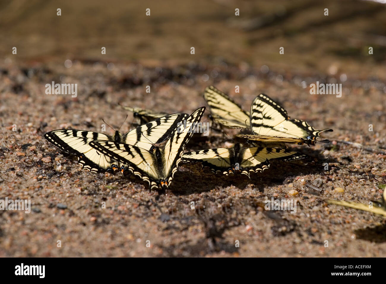 Butterflies drinking in small puddle Stock Photo - Alamy