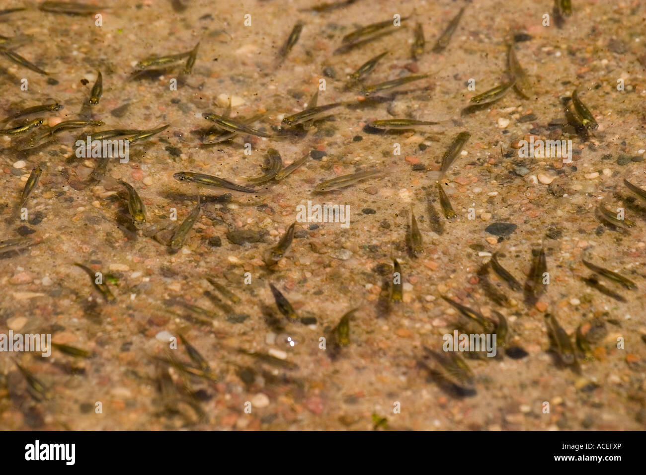 Minnows in lake Stock Photo - Alamy