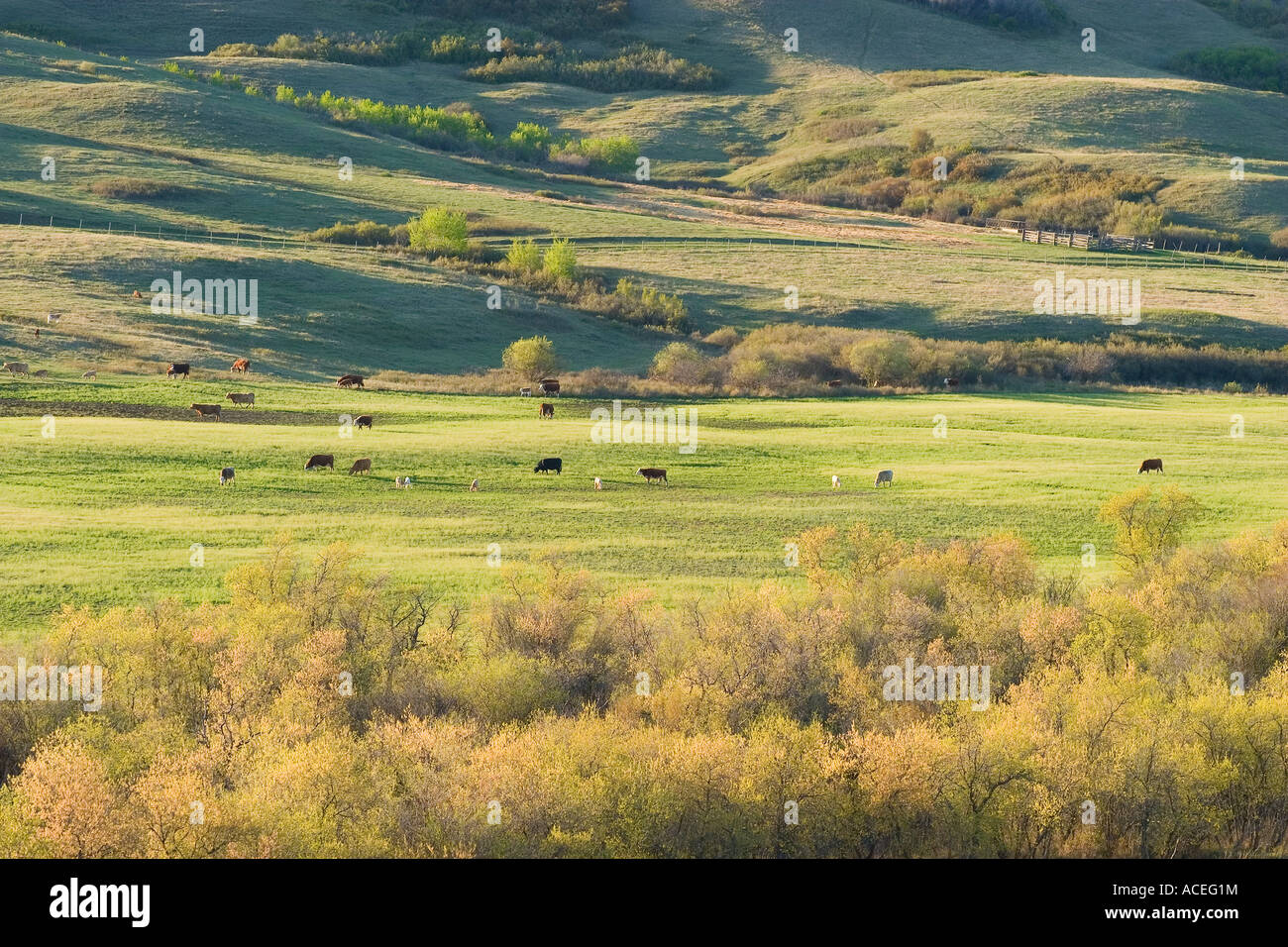 Cattle in Battle River Valley, Saskatchewan Stock Photo - Alamy