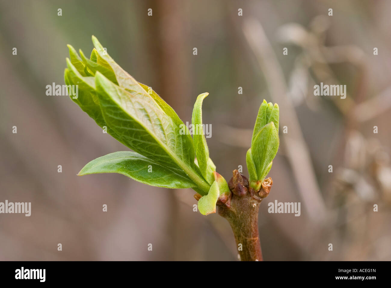 Lilac leaves budding Stock Photo - Alamy