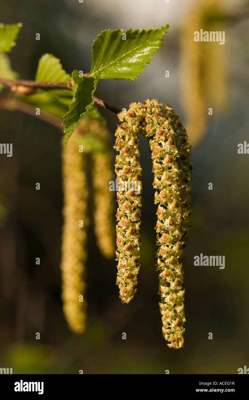 Potential flowers hi-res stock photography and images - Alamy