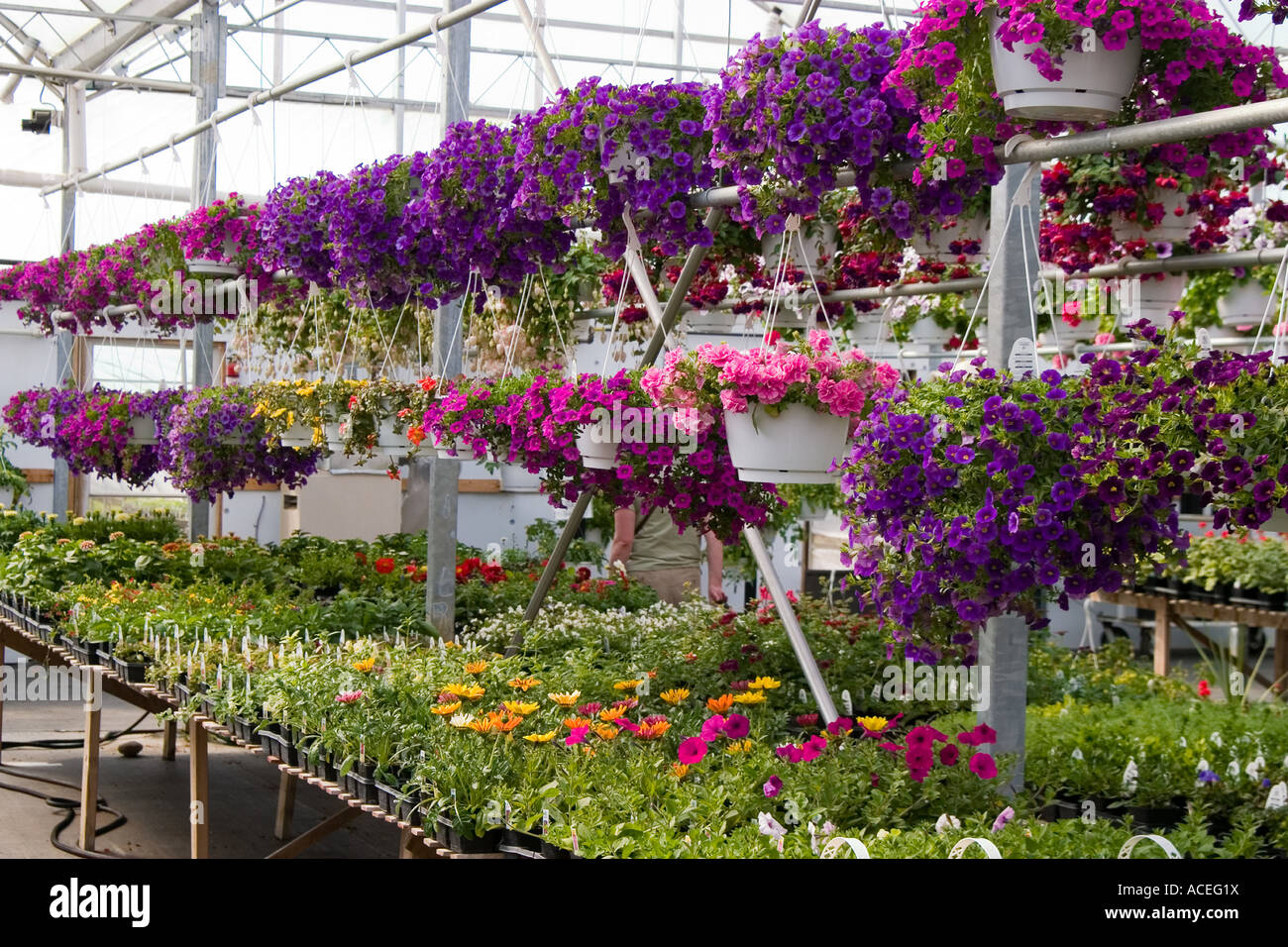Spring in a greenhouse Stock Photo - Alamy