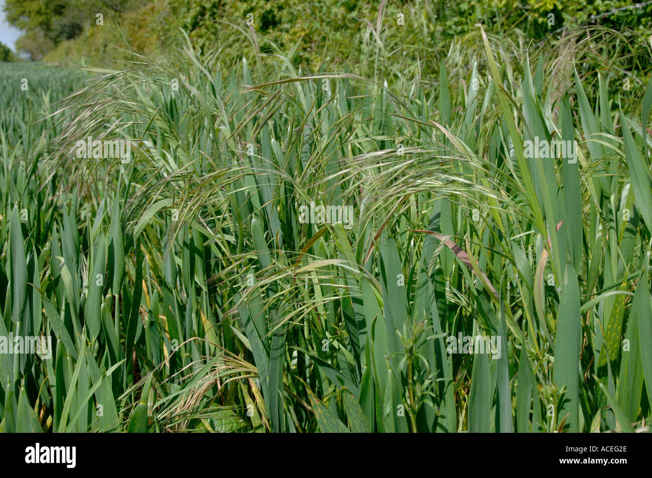 Sterile barren brome bromus sterilis hi-res stock photography and ...