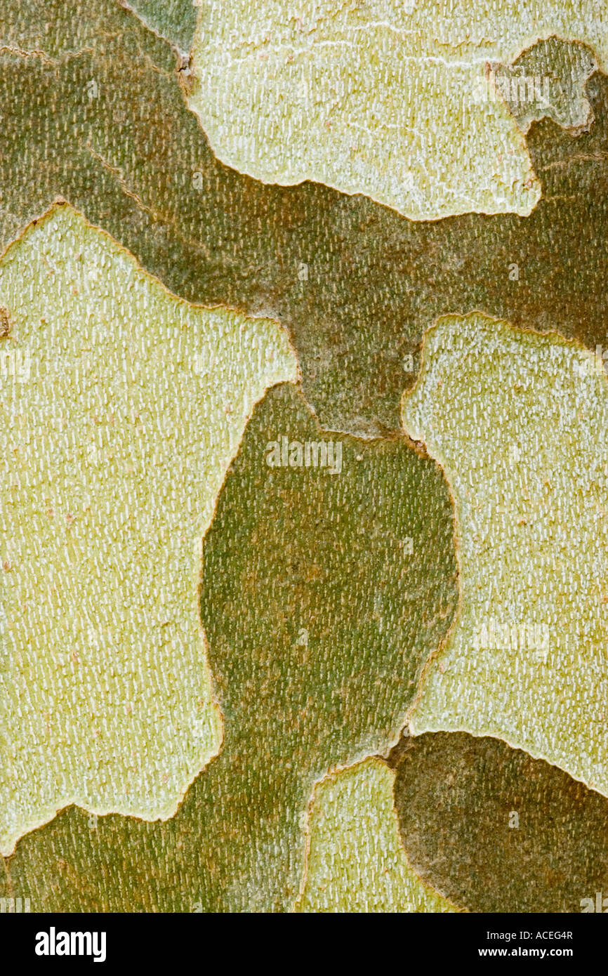 Sycamore tree peeling bark hi-res stock photography and images - Alamy