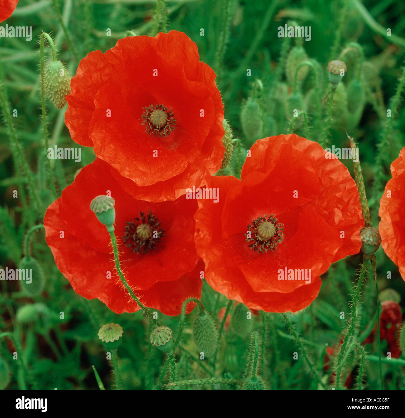 Corn poppy Papaver rhoeas flowers Stock Photo - Alamy