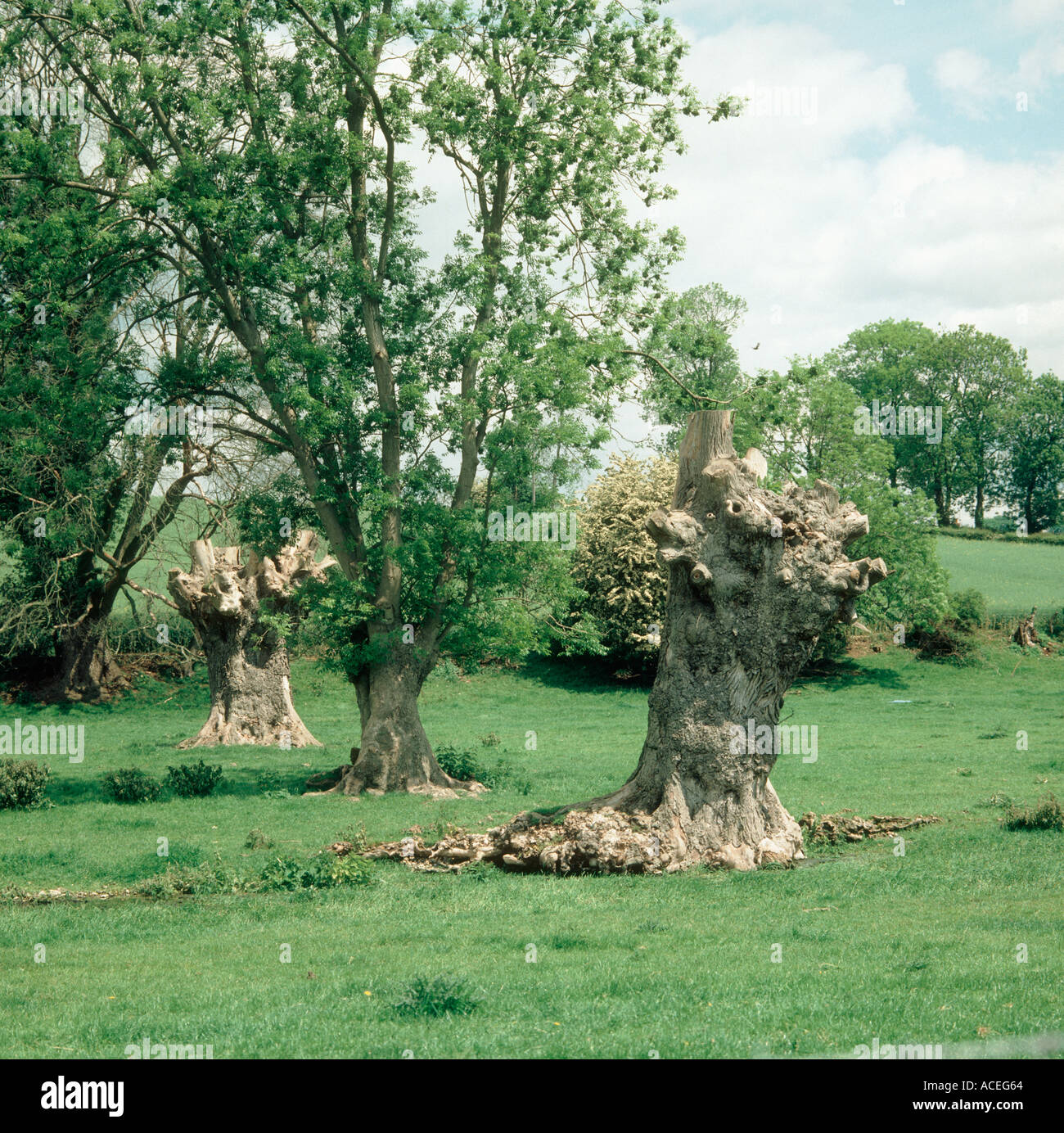 Old dead ash with live ash trees Fraxinus excelsior trees in a grassy ...