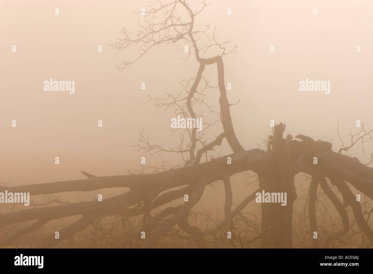Dead tree in the smokies hi-res stock photography and images - Alamy