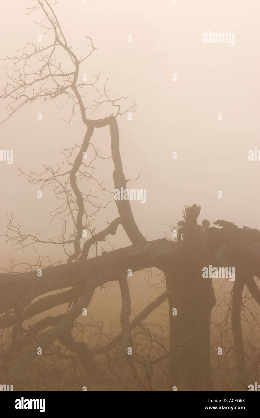Dead tree in the fog Stock Photo - Alamy