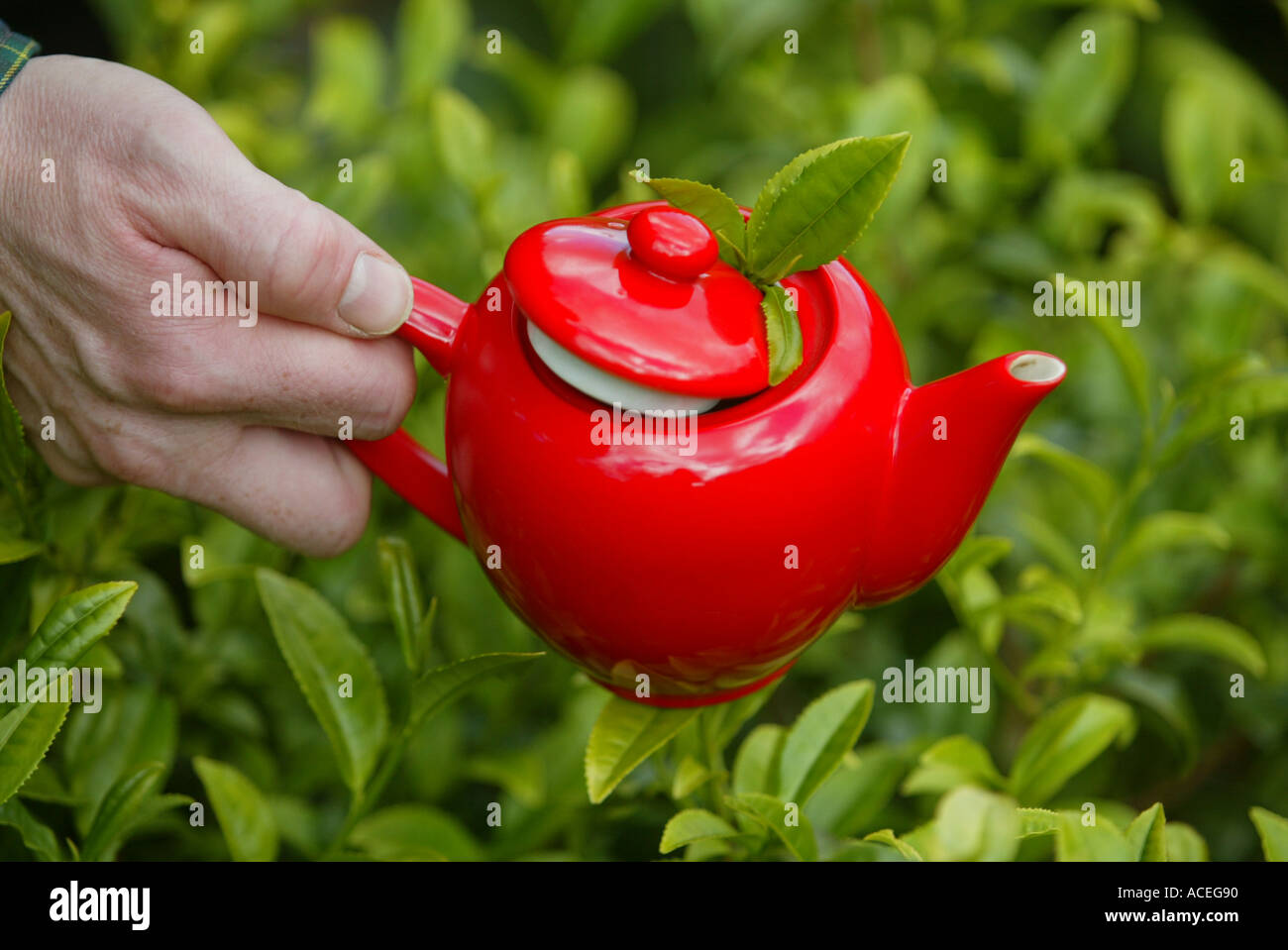 Tregothnan tea plantation Cornwall UK Stock Photo - Alamy