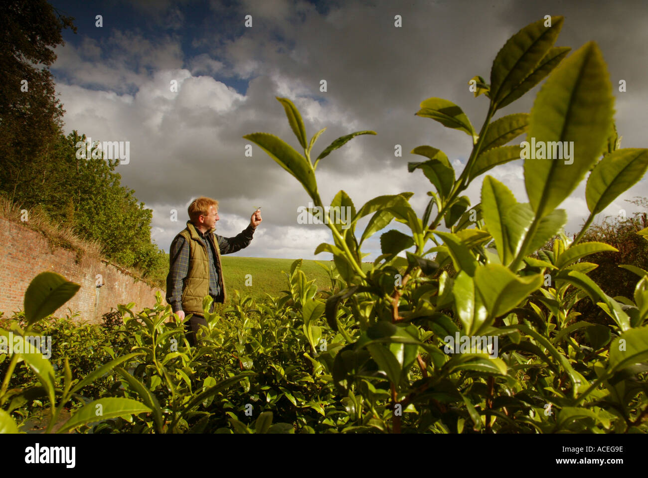 Tregothnan tea plantation Cornwall UK Stock Photo - Alamy