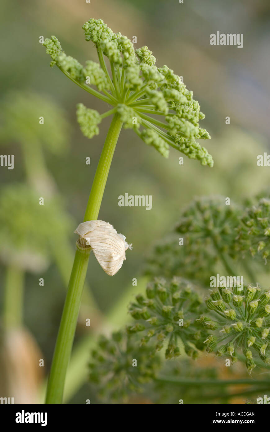 ANGELICA FLOWERS A.ARCHANGELICA Stock Photo - Alamy