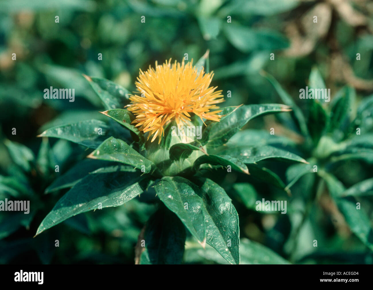 Safflower Carthamus tinctorius flower on oilseed crop Stock Photo - Alamy